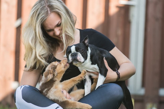 DOMIDOG - Rehabilitace pro zvířata